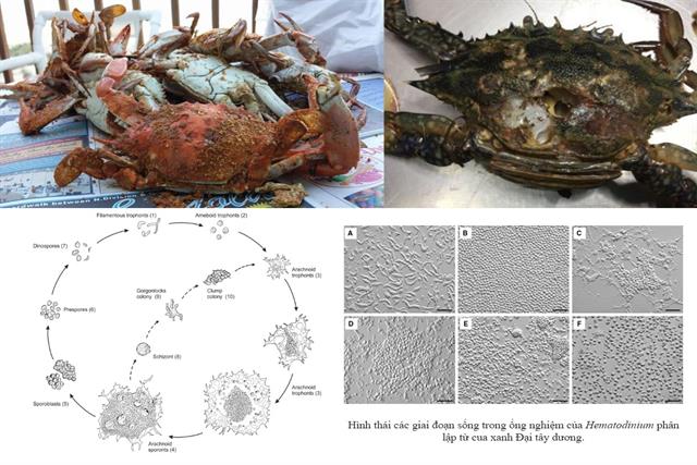 ký sinh trùng hematodinium trên các loài giáp xác - Cá giống Trường ...