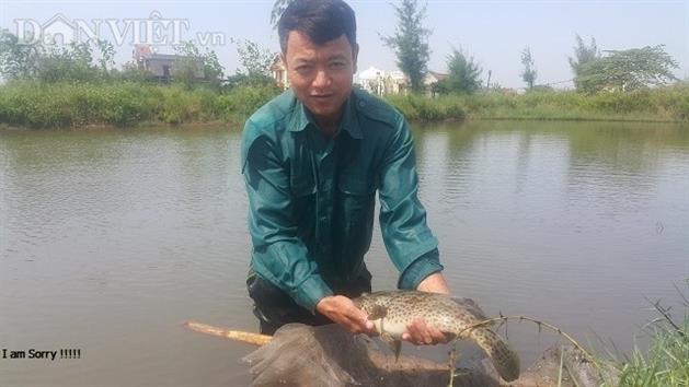 nuôi cá mú: làm một vụ, ăn cả năm - Cá giống Trường phát - TP AQUA GROUP